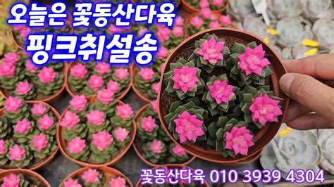 2376 오늘은 꽃동산다육 핑크취설송 메비나금 솜니엄 오닉스철화 까멜리아 등 꽃동산다육 010 3939 4304 전국택배가능 유료광고포함 Youtube