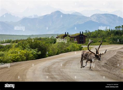 Woodland Caribou Raner Tarandu On The Denali Park Road Denali