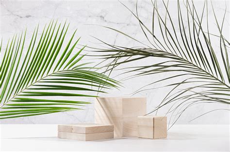 프리젠 테이션 및 디스플레이 제품을위한 에코 열대 스타일 흰색 나무 보드와 회색 대리석 벽에 햇빛에 녹색 야자수 잎 나무 연단 0명에 대한 스톡 사진 및 기타 이미지