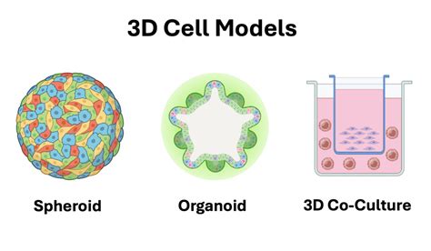 2d Vs 3d Cell Cultures Fluorofinder