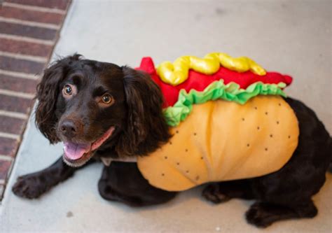 The Boykin Happyhalloween2025 Bss Boykinspanielsociety Facebook