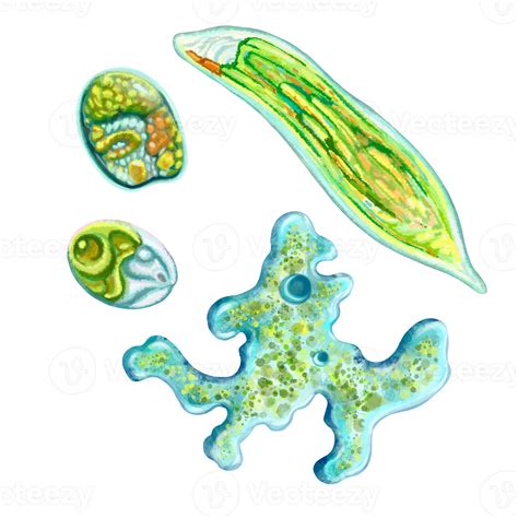 Unicellular Protozoa Color Illustration Of A Single Celled Bacterium For Printing Textbooks
