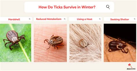 Do Ticks Die In The Winter The Truth About Ticks Bugstips