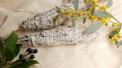 말린 흰색 세이지 얼룩 스틱 이완 및 아로마 테라피 심령 신비의식 허브 치유 요가 또는 아우라 청소 중에 스머징 비열한 의식과 행운의 말하기를위한 필수 향 묶음에 대한 스톡