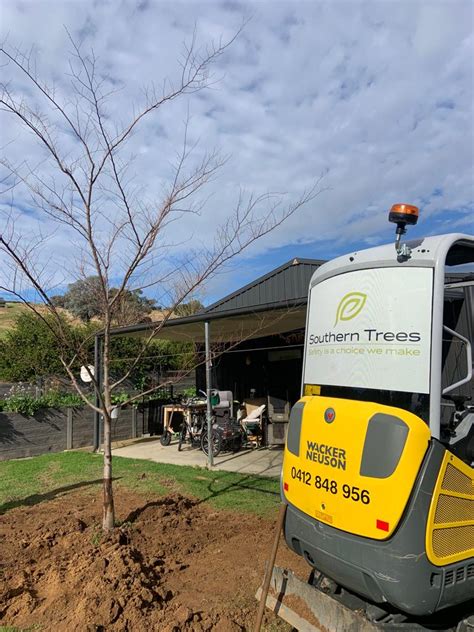 Tree Planting Tree Transplanting And Tree Removals Southern Trees