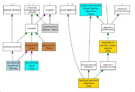Go Annotation Graph For Omim Gene Catalase Cat The Graph Coordinates Download Scientific