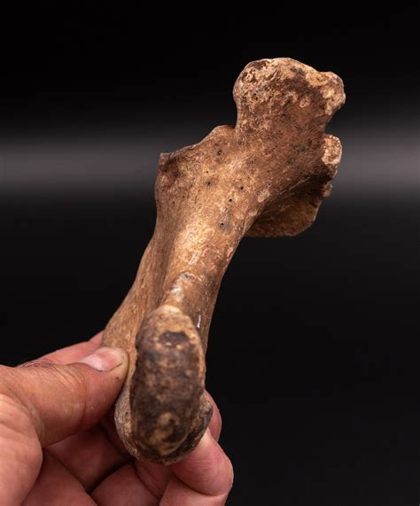 Rare Megalonyx Calcaneus Florida Fossils