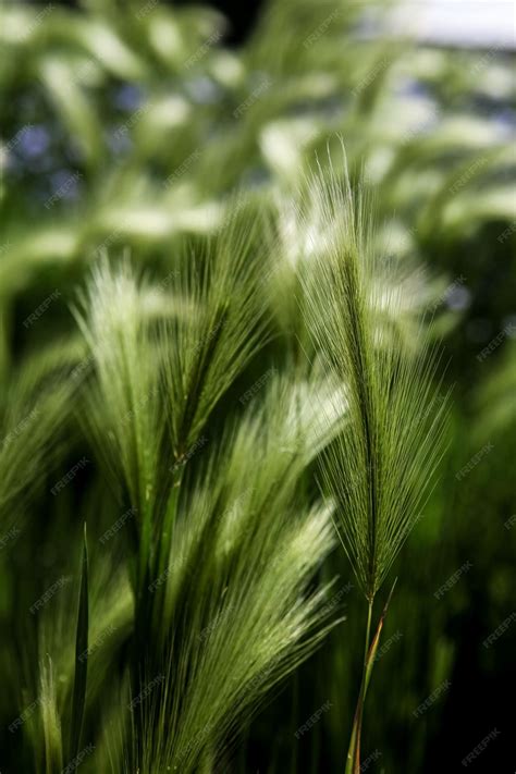 Premium Photo Foxtail Barley Hordeum Jubatum In The Field