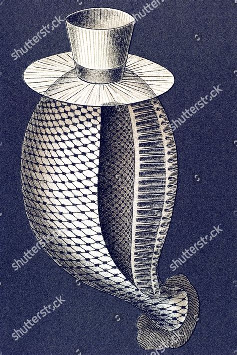 Historic Illustration Tablet 5 Title Calcispongiae Editorial Stock