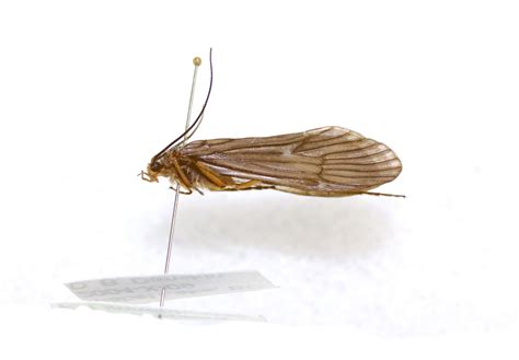 Trichoptera Unbc Biol 322 Entomology