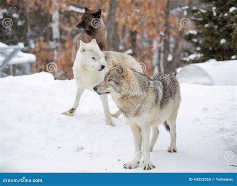 Eastern Timber Wolf Pack