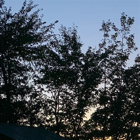 Tyler Thorne Youtube