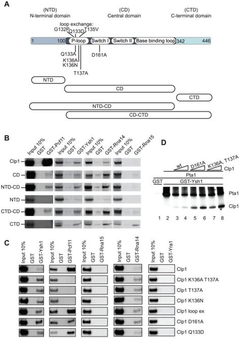 A Schematic Presentation Of The Yeast Clp1 Domain Structure Download Scientific Diagram