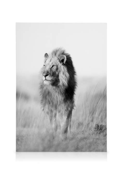 The King Of The Jungle Lejon Canvastavla I Svartvitt Desenio