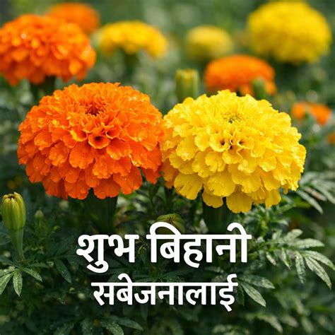 Abishek Katwal