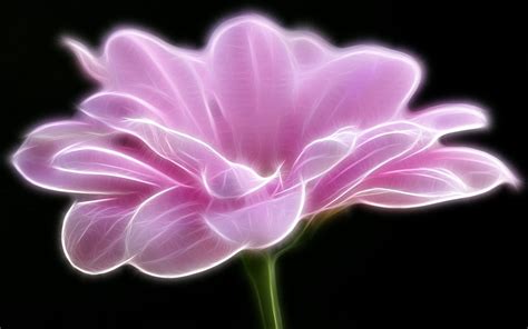  Flowers Wallpapers Top Free  Flowers Backgrounds Wallpaperaccess