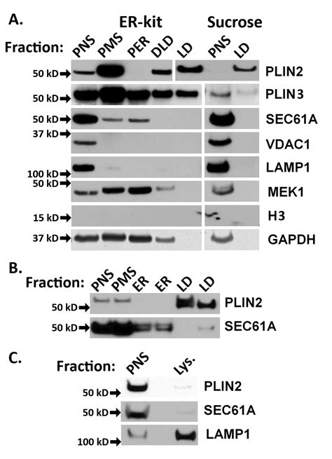 Rapid Lipid Droplet Isolation Protocol Using A Well Established