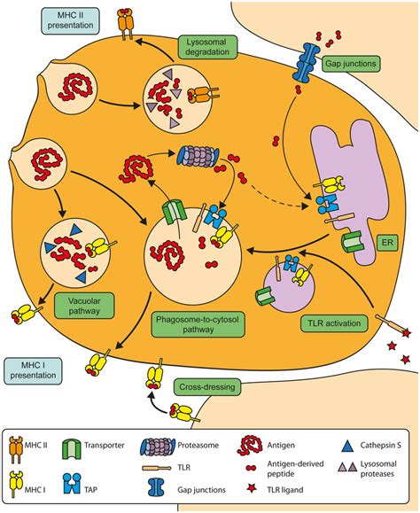 Cross Presentation Immunology
