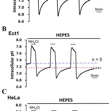 The Resting Intracellular PH PHi And Kinetic Steady State PHi In The Download Scientific