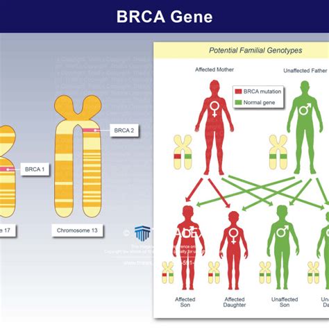 Brca Gene Trialquest Inc