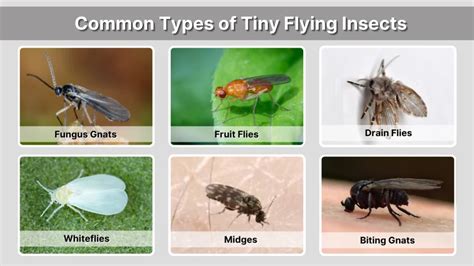 Identify Small Flying Insects In House Common Types And How To Spot Them
