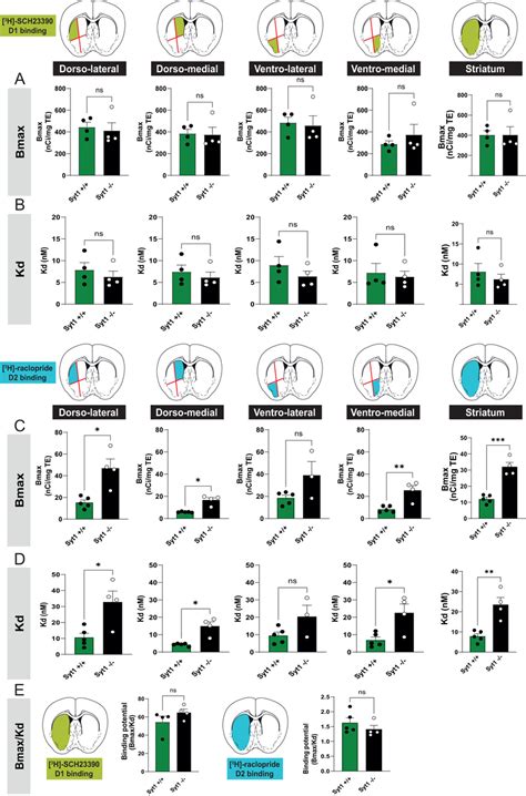 Higher D2 Receptor Density And Lower D2 Affinity In Syt1 Ckoda Mice A Download Scientific