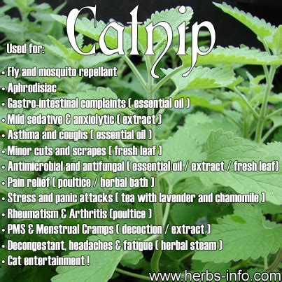 Catnip