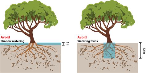 Tree Watering Care And Rebates Helix Water District Ca Tree Watering Care And Rebates Helix Water District Ca