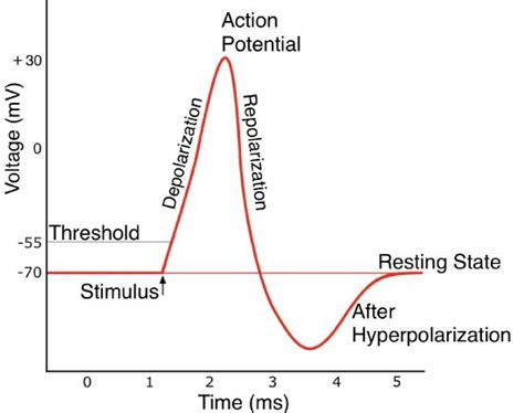 2 3 6 Action Potential Medicine Libretexts