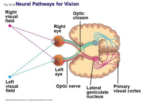 Sensory Systems Lec 8 Gateway To The Cortex Flashcards Quizlet
