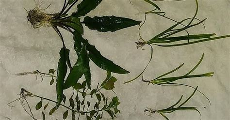 some type of small jungle val 5 nodes 3 crypts 2 small about 5 in in