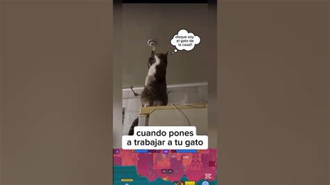 Cosas De Mascotas El Gato Chambeador Gatosgraciosos Gatos