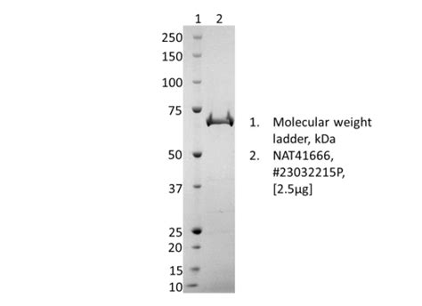 Pertactinp69 From Bordetella Pertussis The Native Antigen Company