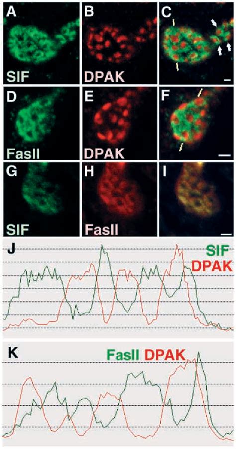 figure 2 from synaptic development is controlled in the periactive