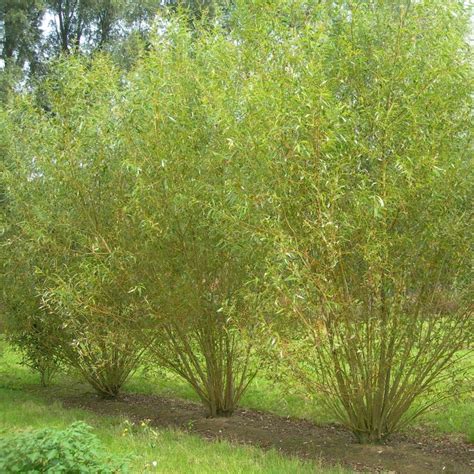 Salix Viminalis