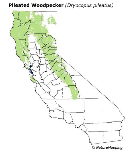 California Distribution Map Pileated Woodpecker Dryocopus Pileatus