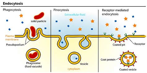 Vesicle Functions Types Of Vesicles 9 Major Functions Of Vesicles