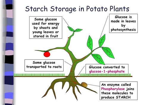 Cells And Enzymes