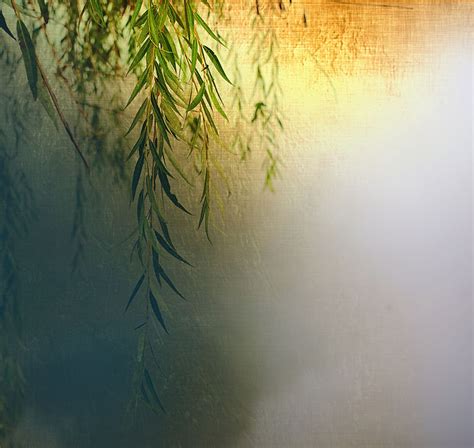 Clinical Supervision Healing Tree