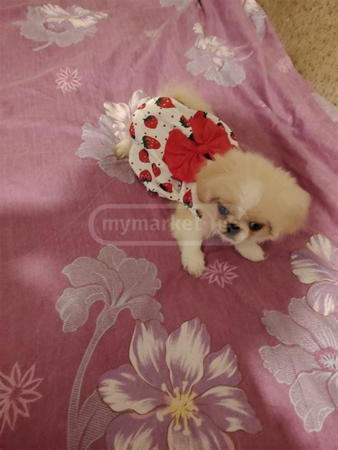 Მინი პეკინესის ლეკვები 500ლარიidan მეორადი და ახალი ნივთების ყიდვა გაყიდვის პლატფორმა Mymarket