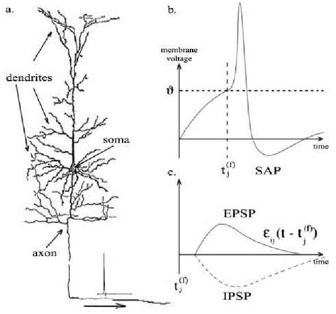 Figure 1 From Spiking Neural Networks Perspective Semantic Scholar