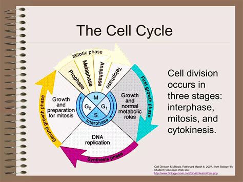 Cell Cycle Pdf