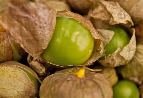 Tomatillo The Mexican Groundcherry Grow It Harvest Cook It And