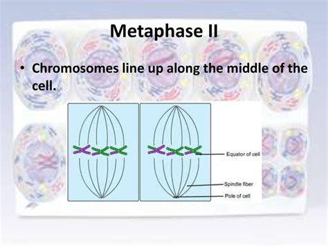 Meiosis Ppt Download