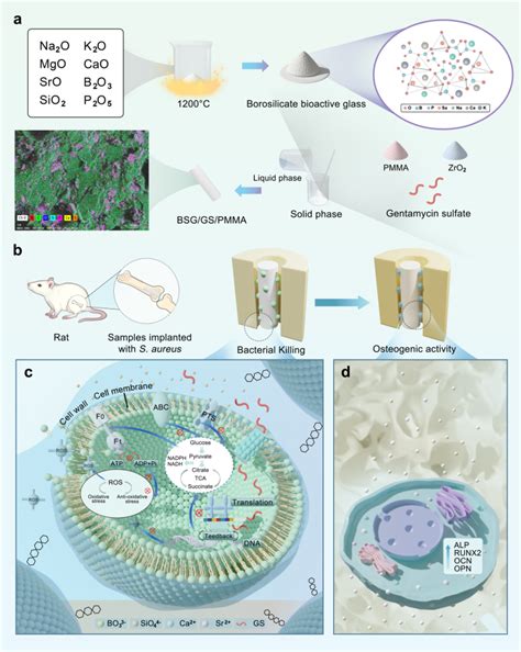Borosilicate Bioactive Glass Synergizing Low Dose Antibiotic Loaded