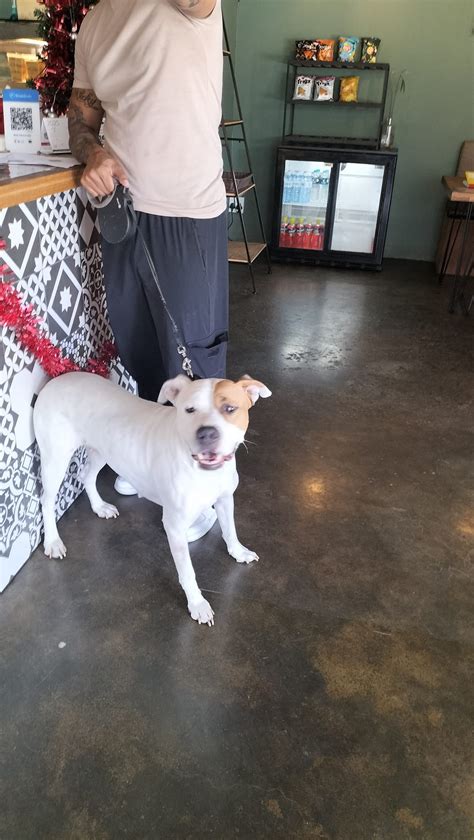 Millys Java Jolt Cape Town