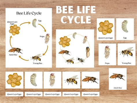 Bee Life Cycle Printable Flash Cards Matching Montessori Learning Educational