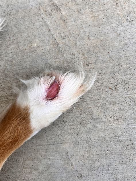 Interdigital Cyst Advice Rdogadvice