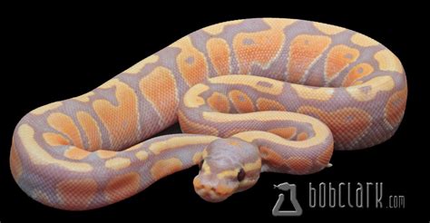 20 Ball Python Breeder Logos Ideas Ball Python Python Reptiles