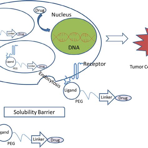 A Schematic Illustration Of Receptor Mediated Internalization And Download Scientific Diagram